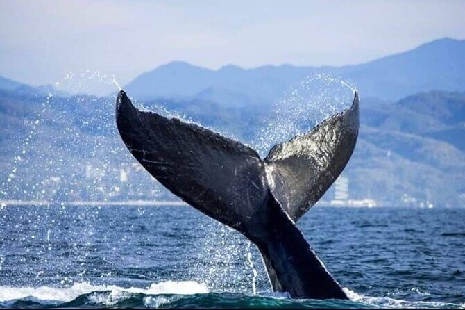 Whale Watching Tour in Puerto Vallarta - A Detailed Breakdown of the Itinerary