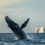 Whale Watching Tour with Arch and Beach in Cabo San Lucas - Who Will Enjoy This Tour?