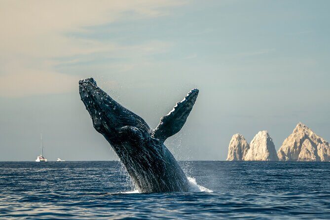 Whale Watching Tour with Arch and Beach in Cabo San Lucas - Who Will Enjoy This Tour?