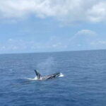 Whales & Dolphin Watching with The Pioneers - Final Thoughts