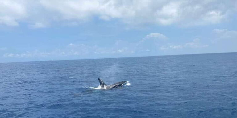 Whales & Dolphin Watching with The Pioneers - Final Thoughts