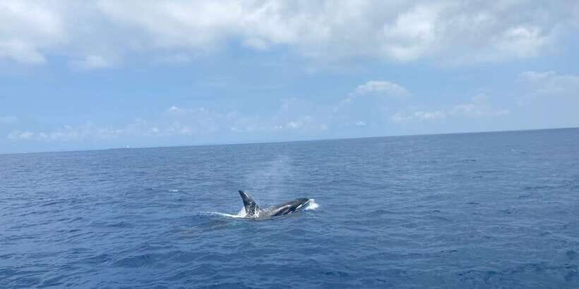 Whales & Dolphin Watching with The Pioneers - Final Thoughts