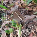Whispers of the Cemetery Nature Walk - Exploring Bukit Brown Cemetery: A Living Museum