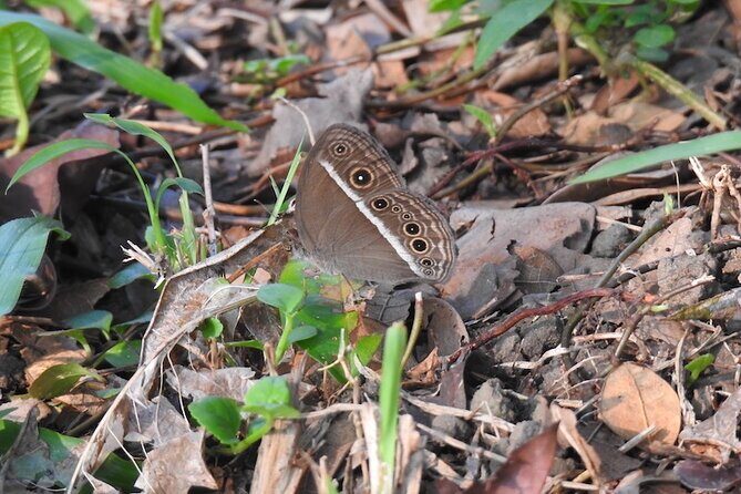 Whispers of the Cemetery Nature Walk - Exploring Bukit Brown Cemetery: A Living Museum