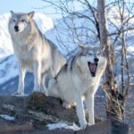 Whittier to Anchorage Wildlife Extravaganza - Authentic Insights from Past Travelers