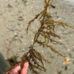 Whytecliff Park Indigenous Salish Sea Walking Tour - Why This Tour Offers Genuine Value