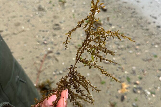 Whytecliff Park Indigenous Salish Sea Walking Tour - Why This Tour Offers Genuine Value