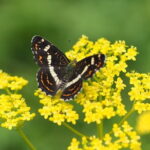 Wild Bird Sanctuary Forest Guided Tour in Nagano - An Authentic Nature Encounter in Karuizawa