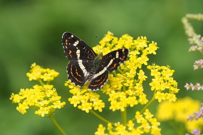 Wild Bird Sanctuary Forest Guided Tour in Nagano - An Authentic Nature Encounter in Karuizawa
