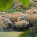 Wild Life Anakulam Jeep Safari - Why This Tour Offers Solid Value
