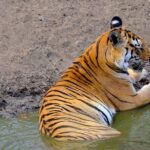 Wild life tour in Chennai with guide and private car - What’s Included and What to Expect