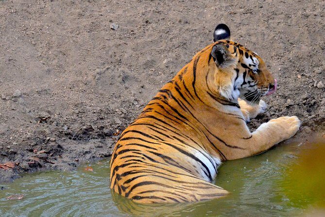 Wild life tour in Chennai with guide and private car - What’s Included and What to Expect