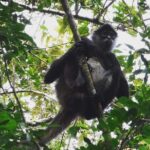 Wild Monkey Adventure (Private, Full Day) - What to Expect From the Itinerary