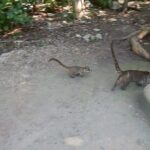 Wild Monkey Tour (Private, Half Day) - Practical Details and What to Expect