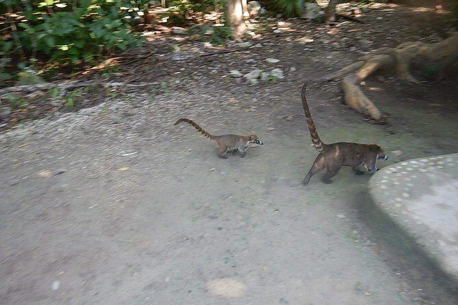 Wild Monkey Tour (Private, Half Day) - Practical Details and What to Expect