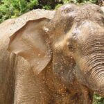 Wild Safari Udawalawe from Bentota - Who Should Book This Tour?