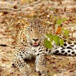 Wild Wonders and Sacred Spaces Tour from Hikkaduwa (2 Days) - Final Words: Who Will Benefit Most?