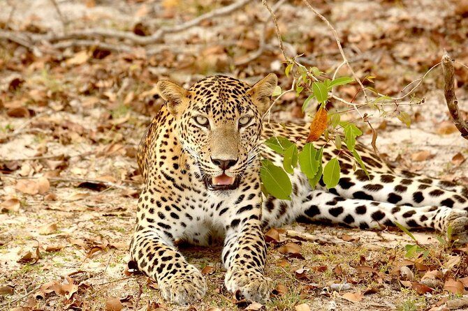 Wild Wonders and Sacred Spaces Tour from Hikkaduwa (2 Days) - Final Words: Who Will Benefit Most?