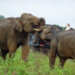 Wildlife and World Heritage Tour from Hikkaduwa (2 Days) - Who Will Love This Tour?