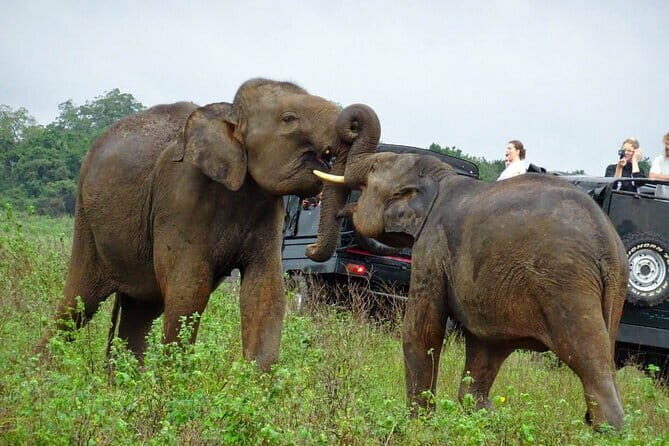 Wildlife and World Heritage Tour from Hikkaduwa (2 Days) - Who Will Love This Tour?