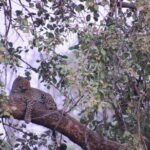 Wildlife Jungle Jeep Safari Ranipur Range, Rajaji National Park - The Itinerary and What to Expect