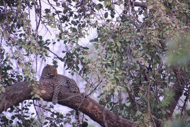 Wildlife Jungle Jeep Safari Ranipur Range, Rajaji National Park - The Itinerary and What to Expect