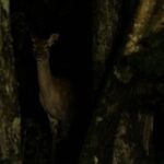 Wildlife Night Drive in Shiretoko national park - Transportation and Group Size