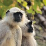 Wildlife of Central India - Accommodation and Logistics