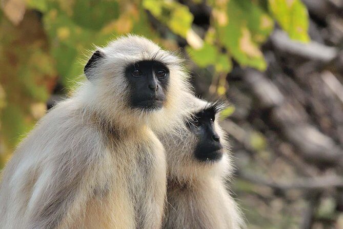 Wildlife of Central India - Accommodation and Logistics