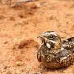 Wildlife Safari at Bundala National Park - What the Tour Includes and How It Works