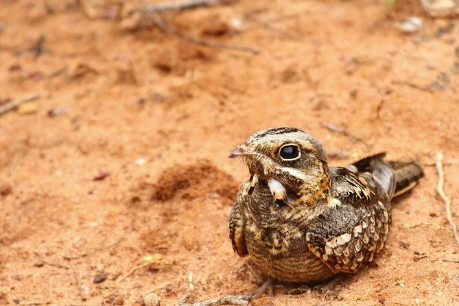 Wildlife Safari at Bundala National Park - What the Tour Includes and How It Works