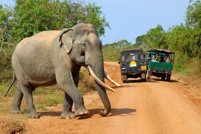 Wildlife safari at Yala National Park - What You Can Expect on This Safari