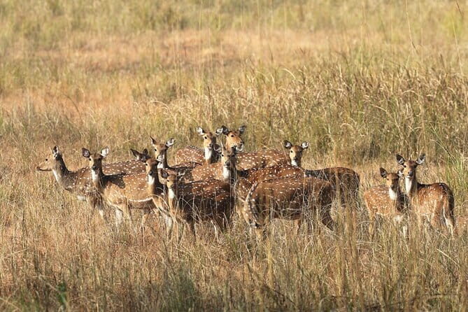 Wildlife Safari in Bandhavgarh, Kanha & Pench National Parks - FAQs about the Wildlife Safari in Central India