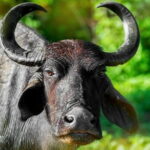 Wildlife Safari Udawalawa - The Sum Up