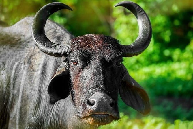 Wildlife Safari Udawalawa - The Sum Up