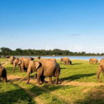 Wildlife Sri Lanka: 10-Day All-Inclusive Luxury Tour - The Itinerary — A Day-by-Day Breakdown