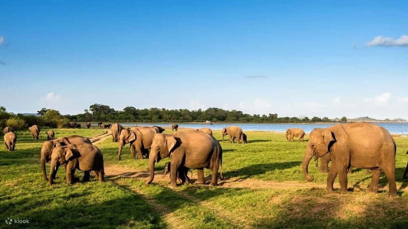 Wildlife Sri Lanka: 10-Day All-Inclusive Luxury Tour - The Itinerary — A Day-by-Day Breakdown