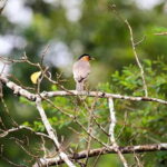 Wildlife Tour Covering Birds and Mammals (14 Days) - What Travelers Say