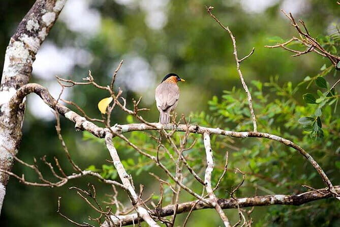 Wildlife Tour Covering Birds and Mammals (14 Days) - What Travelers Say