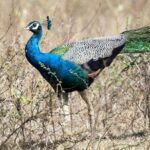 Wildlife Tour Covering Birds and Mammals (18 Days) - What Travelers Say About This Tour