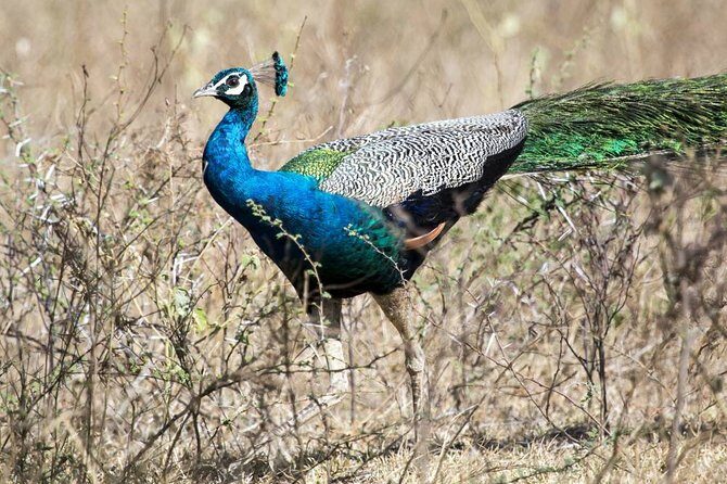 Wildlife Tour Covering Birds and Mammals (18 Days) - What Travelers Say About This Tour