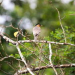 Wildlife Tour Covering Birds, Mammals and Whales (14 Days) - Days 6-7: Yala and Bundala National Parks – Mammals, Waterbirds, and Endemics