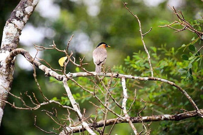 Wildlife Tour Covering Birds, Mammals and Whales (14 Days) - Days 6-7: Yala and Bundala National Parks – Mammals, Waterbirds, and Endemics