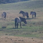 Wildlife Watching Day Tour at Hustai National Park - Practical Details & Tips
