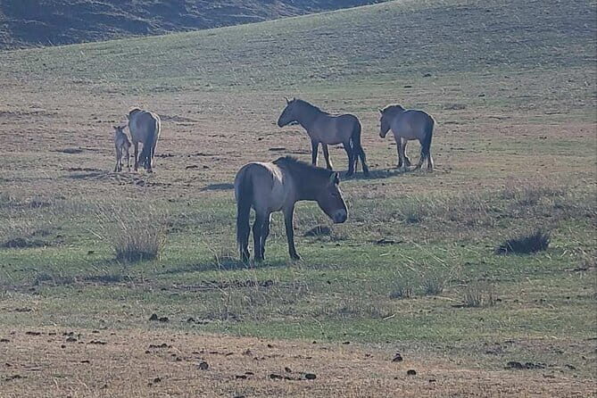 Wildlife Watching Day Tour at Hustai National Park - Practical Details & Tips