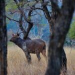 WildlifeSafari in Tadoba, Pench, Kanha & Bandhavgarh NationalPark - Transportation & Logistics