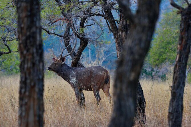 WildlifeSafari in Tadoba, Pench, Kanha & Bandhavgarh NationalPark - Transportation & Logistics