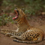 Wilpattu: All Inclusive Private Full-Day Jeep Safari 12h - The Value of This Safari