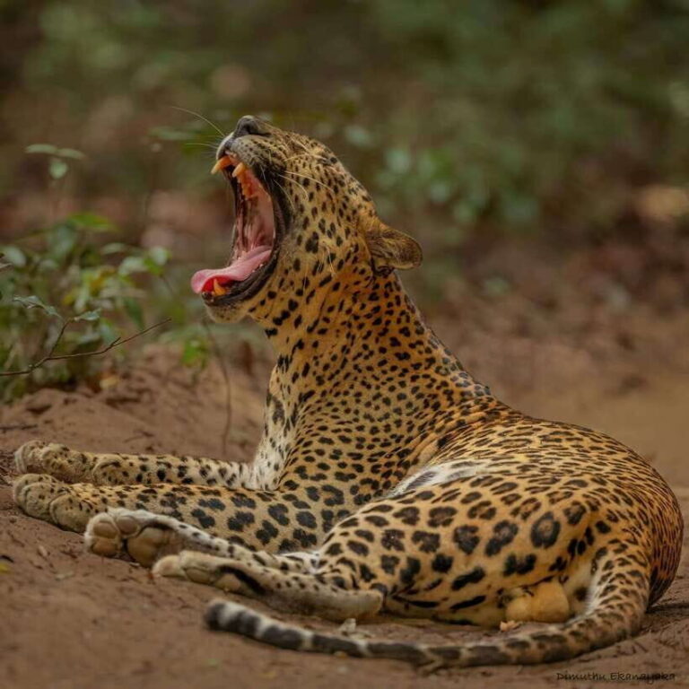 Wilpattu: All Inclusive Private Full-Day Jeep Safari 12h - The Value of This Safari