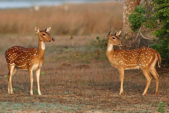 Wilpattu Full Day Private Jeep Safari from Trincomalee - What’s Included and What’s Not